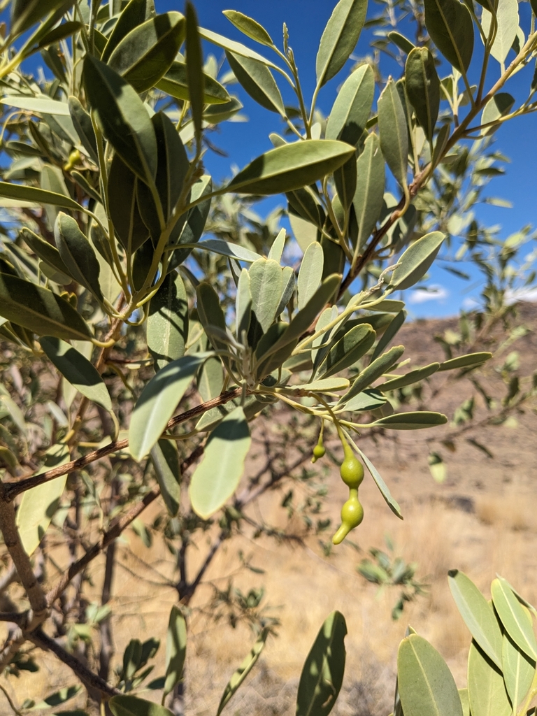 Ringwood from Karas Region, Namibia on December 31, 2023 at 03:18 PM by ...