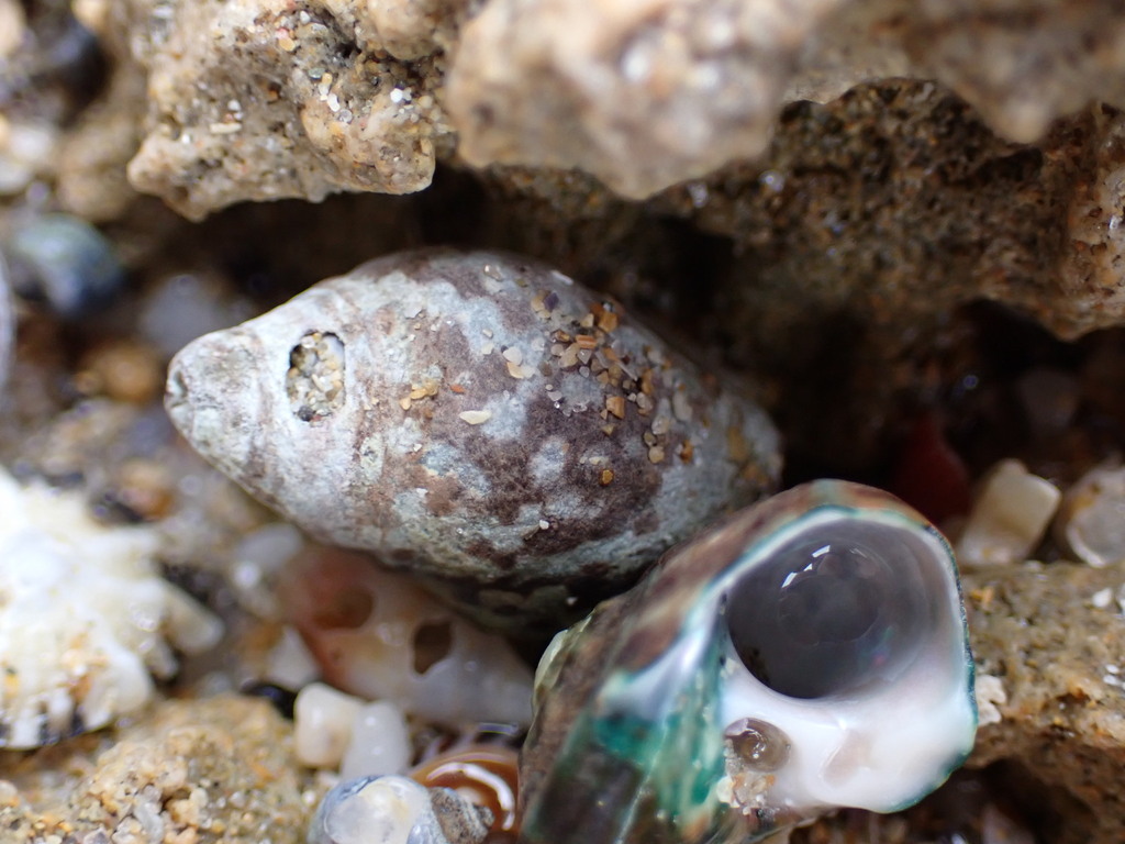Lineated cominella from Anglesea VIC 3230, Australia on January 14 ...