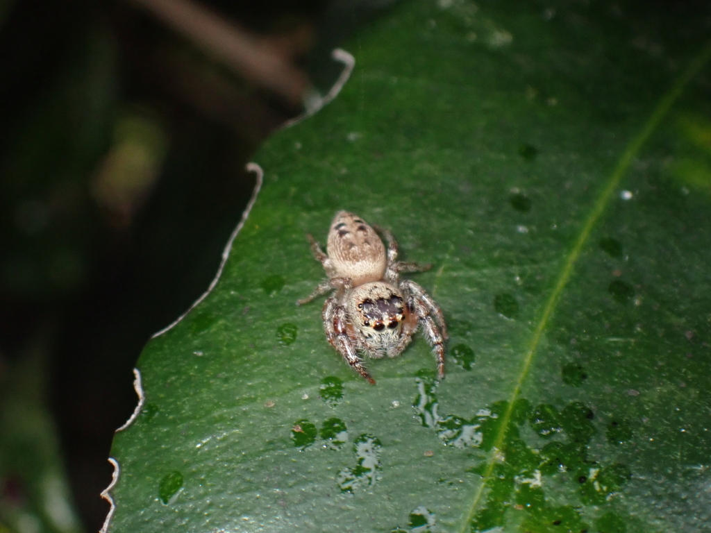 Garden Jumping Spiders from 4 Ronald Ct, Somerville VIC 3912, Australia ...