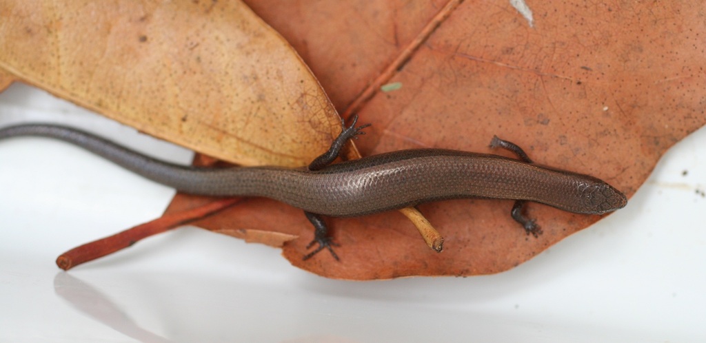 Panaspis from Chiredzi, Zimbabwe on November 30, 2010 at 01:48 PM by ...