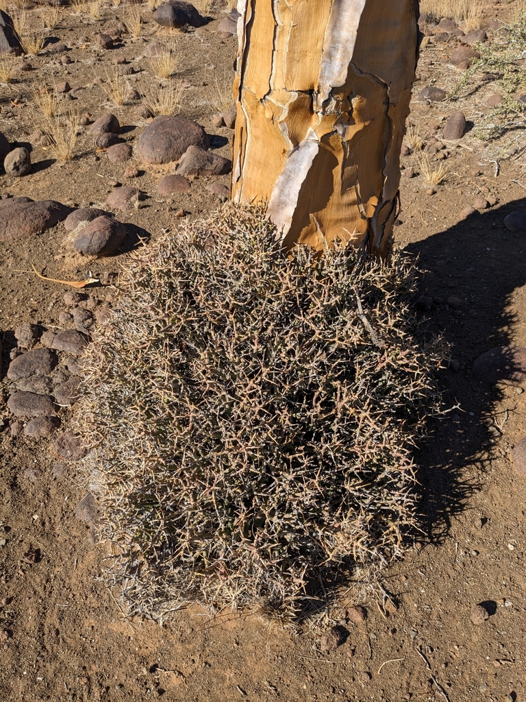 Spike Milkbush from Karas Region, Namibia on January 1, 2024 at 08:48 ...