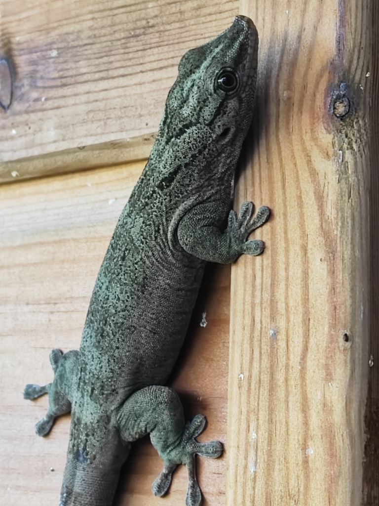 Round Island Day Gecko in January 2024 by Hoooowen · iNaturalist