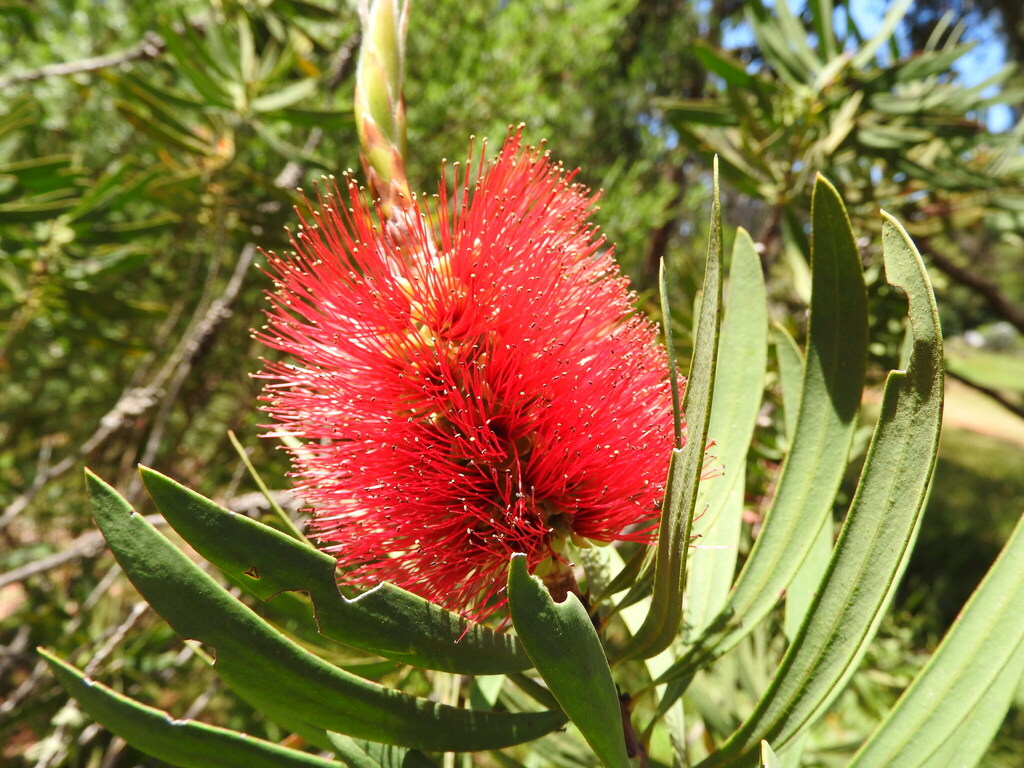 bottlebrushes from Kentdale WA 6333, Australia on November 9, 2019 at ...