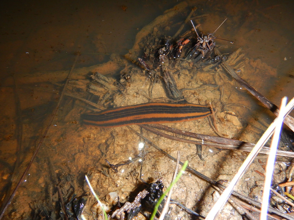 Australian tiger leech in January 2024 by Aaron Bean · iNaturalist