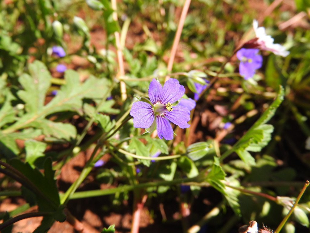 Western Stork's-bill from Rothsay WA 6620, Australia on August 13, 2021 ...