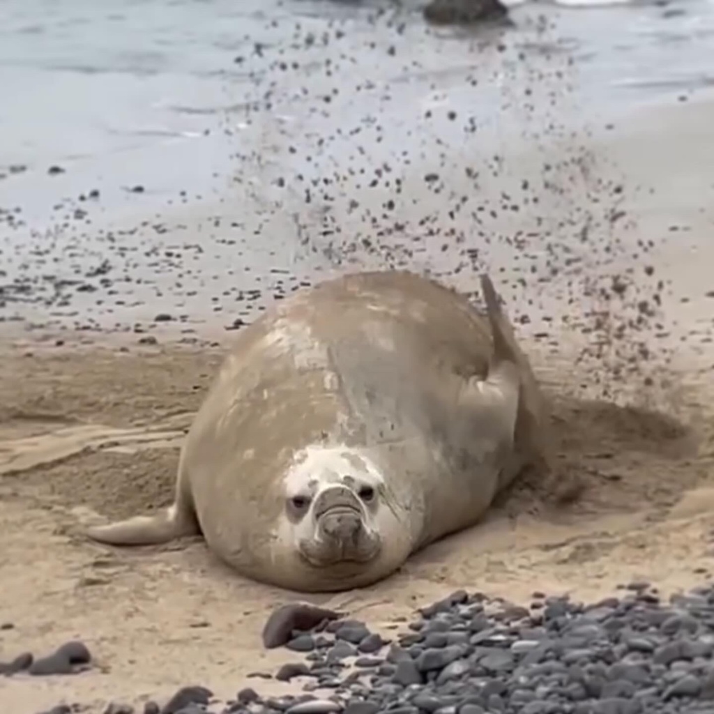 Southern Elephant Seal from Point Danger Coastal Reserve, Portland, VIC ...