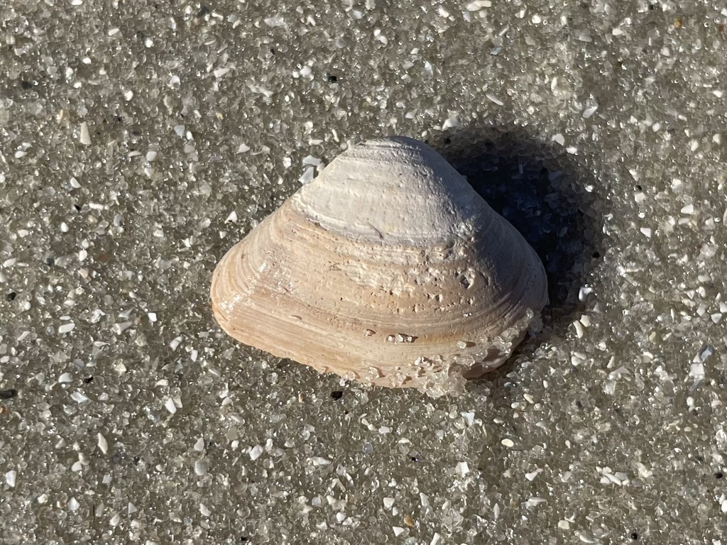 Florida Marsh Clam from Indian River Lagoon, Rockledge, FL, US on ...