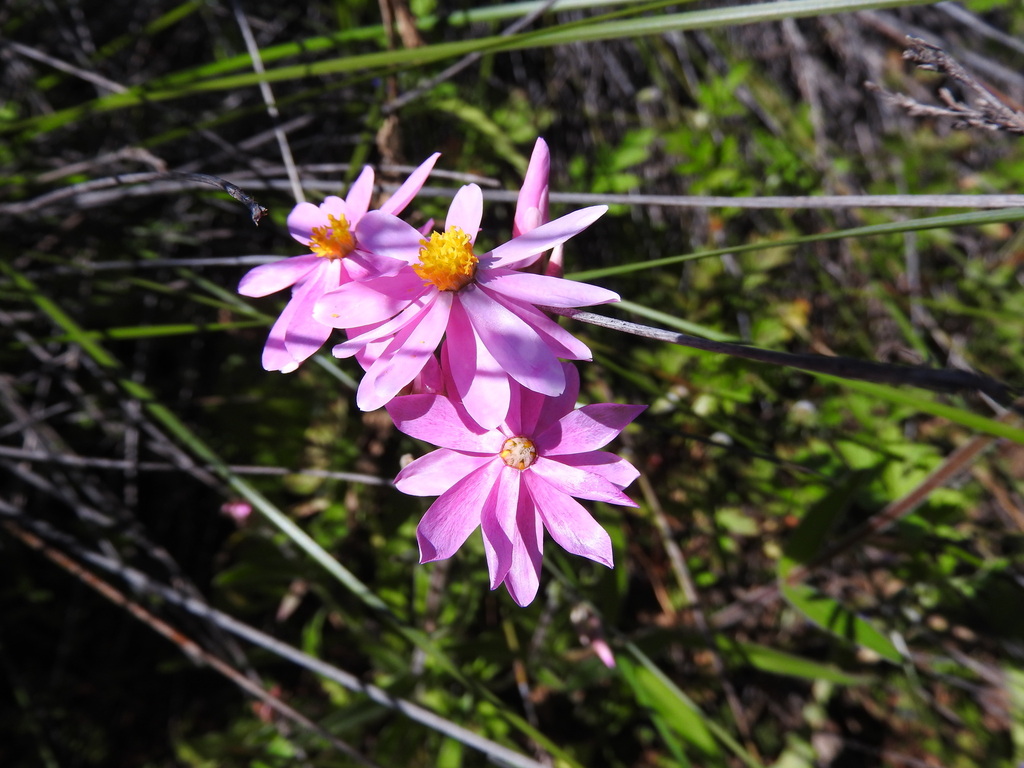 Schoenia from Rothsay WA 6620, Australia on August 13, 2021 at 11:13 AM ...