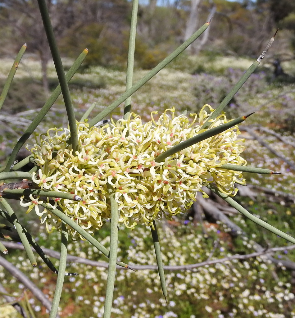 djarnokmurd from Rothsay WA 6620, Australia on August 13, 2021 at 11:26 ...