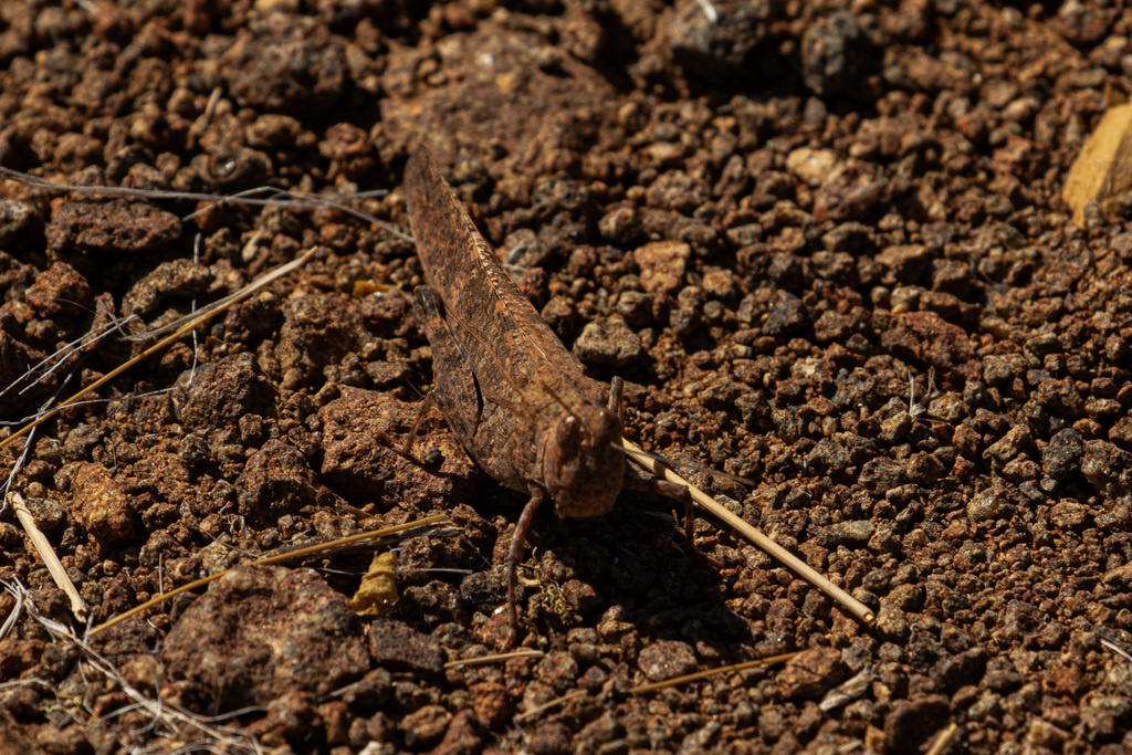 Rock Grasshopper from Quivertree Forest, Keetmanshoop, Karas Region ...