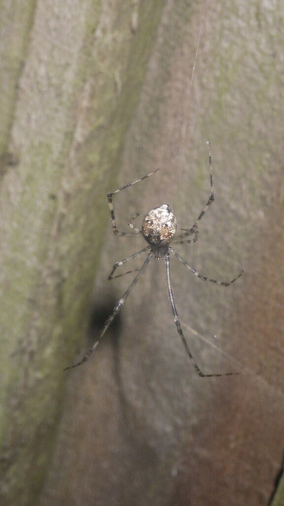 White porch spider from Melbourne Victoria, Australien on January 20 ...