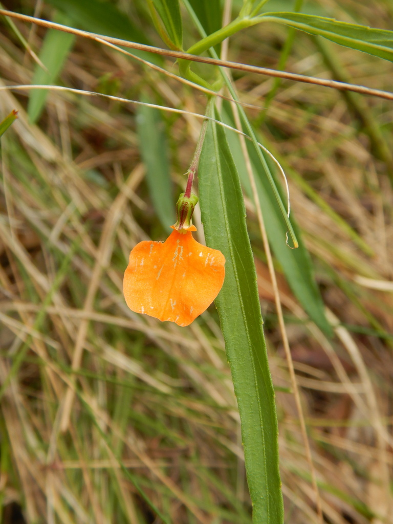 spade flower in January 2024 by Aaron Bean · iNaturalist