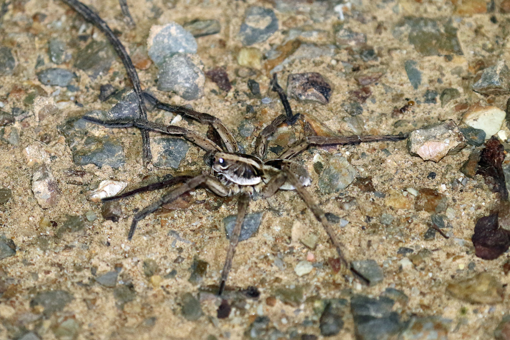 Union-Jack Wolf Spiders from Bellthorpe QLD 4514, Australia on January ...