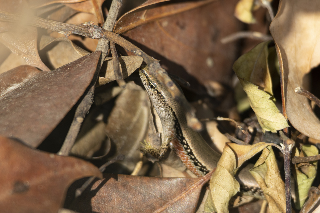 Reeves's Ground Skink from 长安大道, 惠州市, 广东省, CN on January 20, 2024 at 10 ...