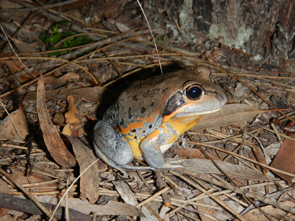 Scarlet-sided Banjo Frog in January 2024 by Aaron Bean · iNaturalist