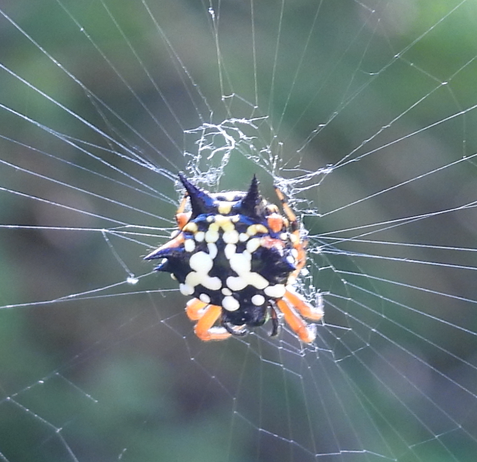Christmas Jewel Spider from Heather Anne Dr, Draper QLD 4520, Australia ...