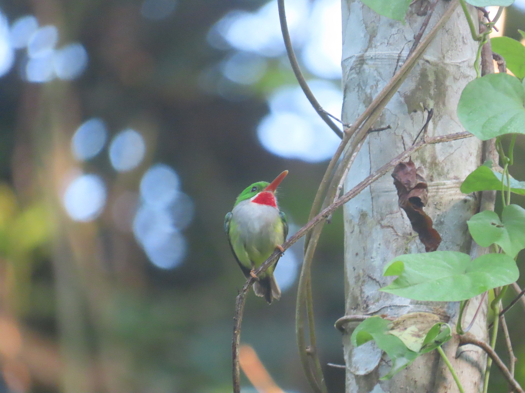 Puerto Rican Tody from Jiménez, Río Grande 00745, Puerto Rico on ...