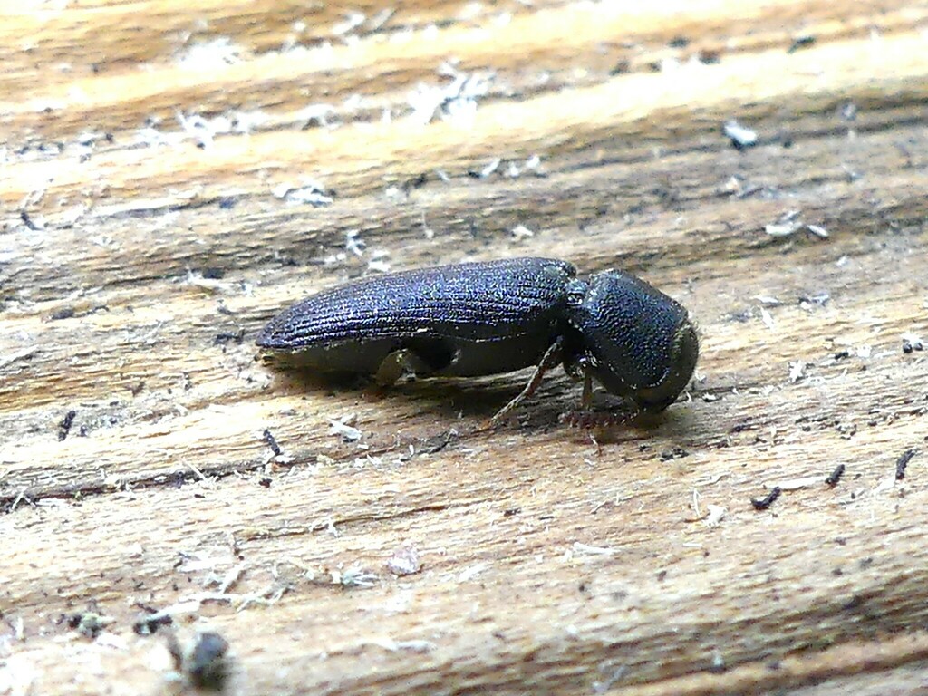 Melasis buprestoides from 31 Hagenburg, Deutschland on June 29, 2020 at ...