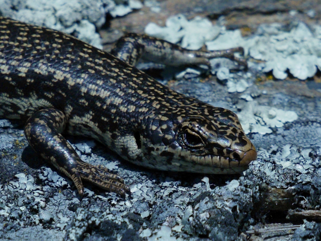 Grand Skink in November 2015 by mattward · iNaturalist
