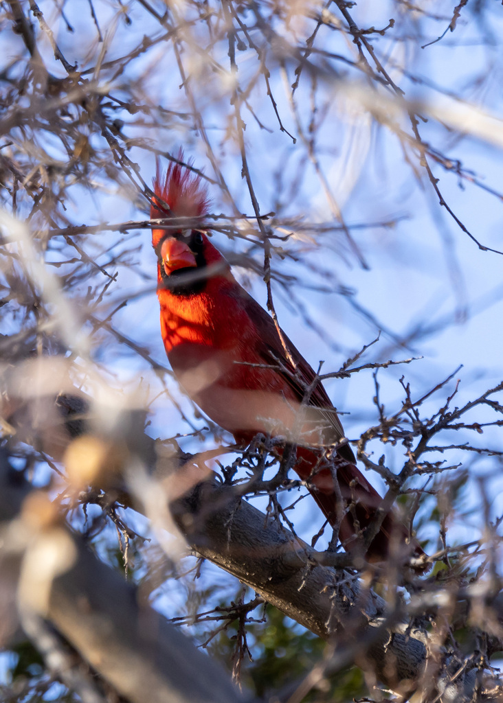 Northern Cardinal from Pima County, AZ, USA on January 18, 2024 at 04: ...