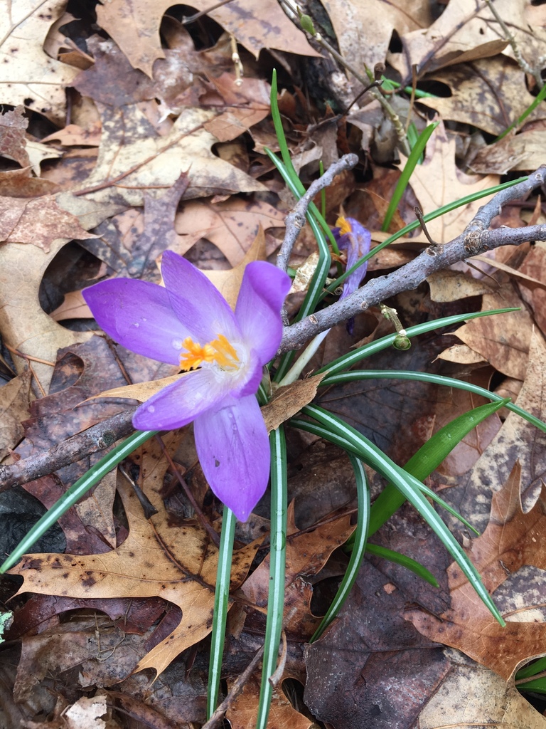 Woodland crocus from 19 Dudley St, Arlington, MA, US on April 13, 2019 ...