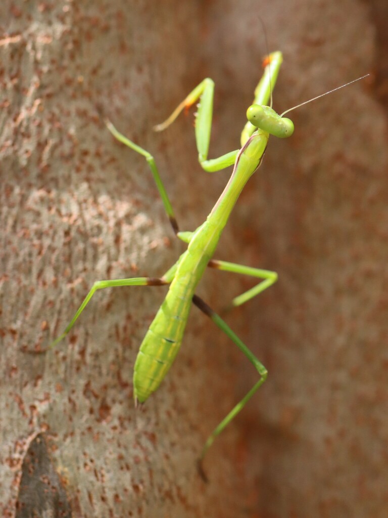 False Garden Mantis from Blue Mountains Nat'l Park NSW 2787, Australia ...