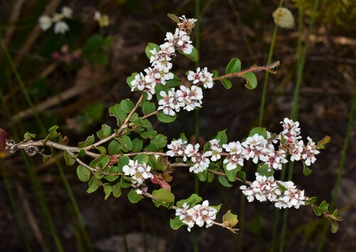 Agonis theiformis · iNaturalist United Kingdom