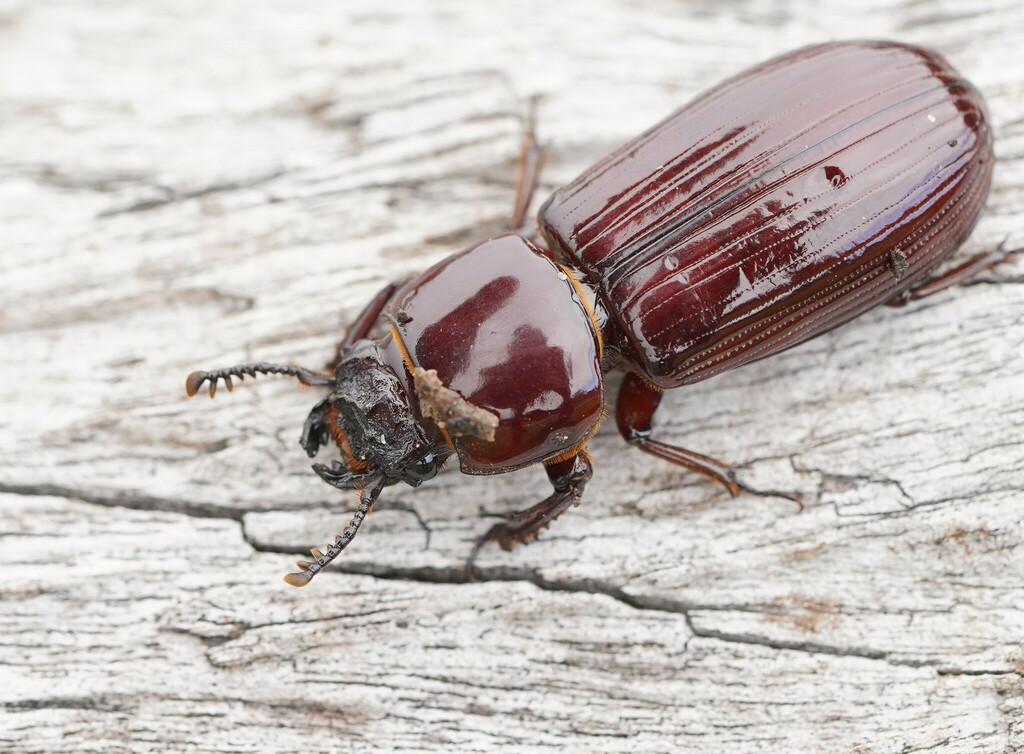 Bess Beetles from Emerald VIC 3782, Australia on January 21, 2024 at 09 ...