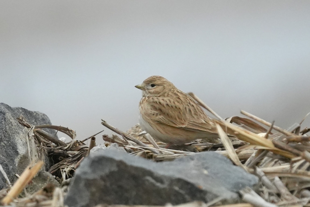 Turkestan Short-toed Lark from Zhoushan, CN-ZJ, CN on January 21, 2024 ...