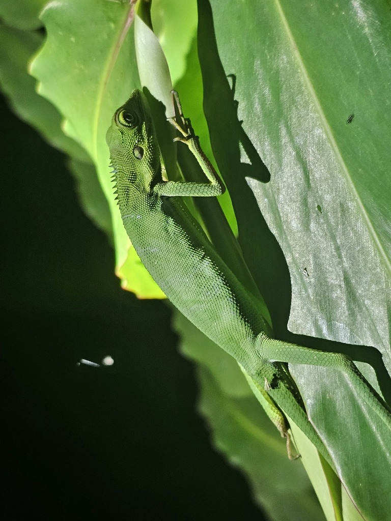 Southeast Asian Green Forest Lizards from Guindulman, Bohol ...