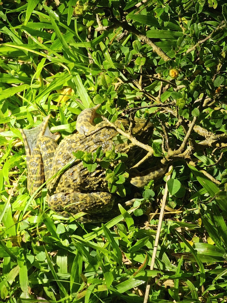 East Asian Bullfrog from Candijay, Bohol, Philippines on January 09 ...