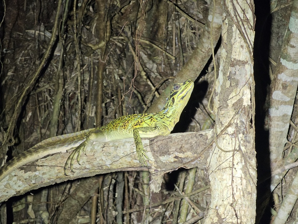 Philippine Sailfin Lizard in January 2024 by Jefrim Keijzer · iNaturalist