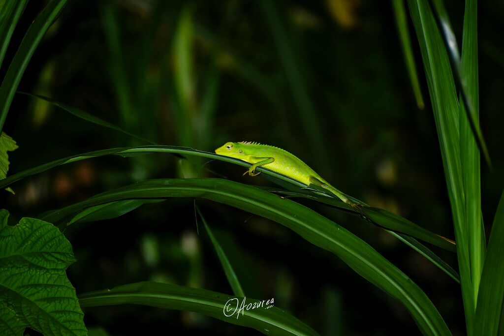 Great Crested Canopy Lizard from Dramaga, Kec. Dramaga, Kabupaten Bogor ...
