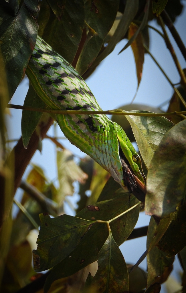 Indian Vine Snake (Ahaetulla oxyrhynca) - Snakes and Lizards