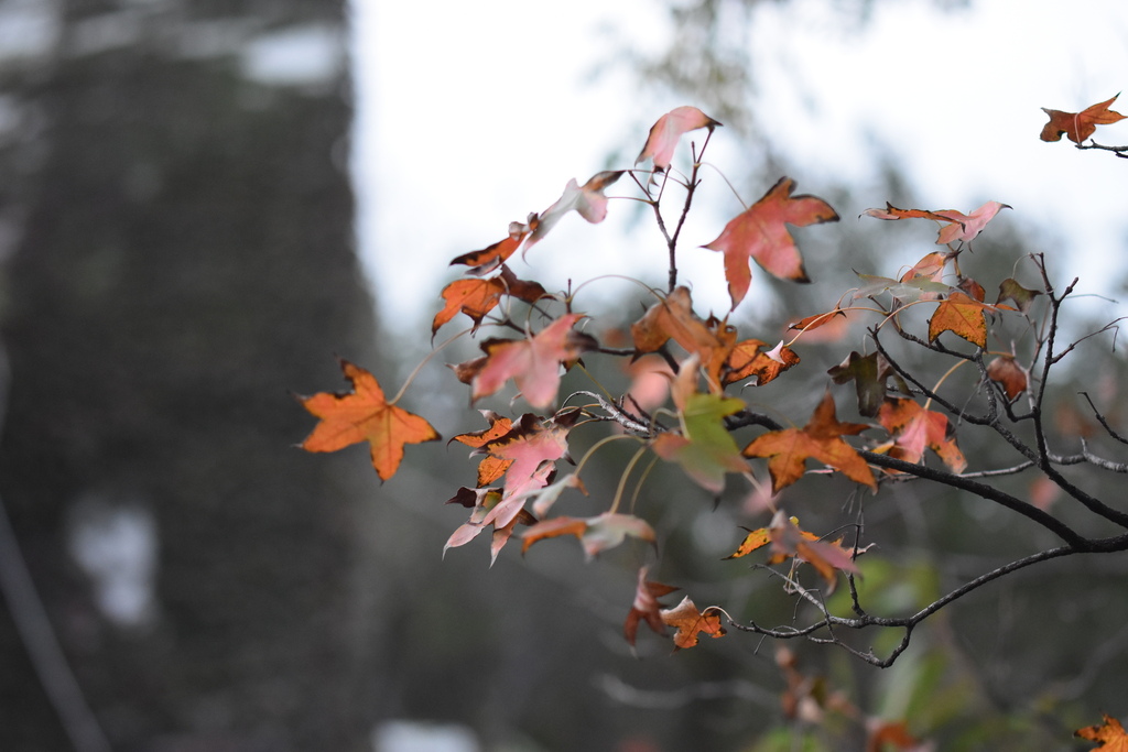 Shandong Maple from 中国山东省青岛市崂山区 on October 28, 2021 at 05:13 PM by ...
