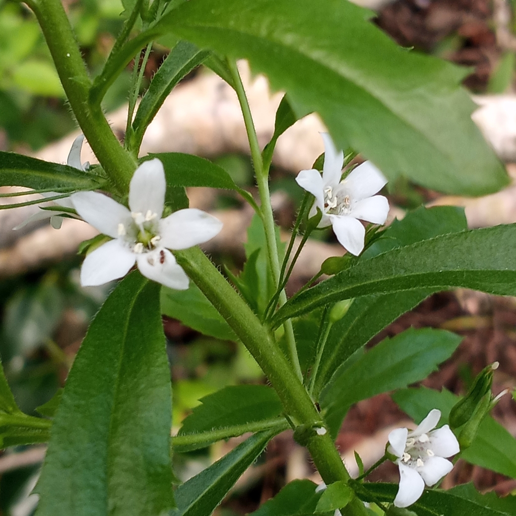 Goatweed from Key Largo, FL 33037, USA on January 20, 2024 at 12:44 PM ...