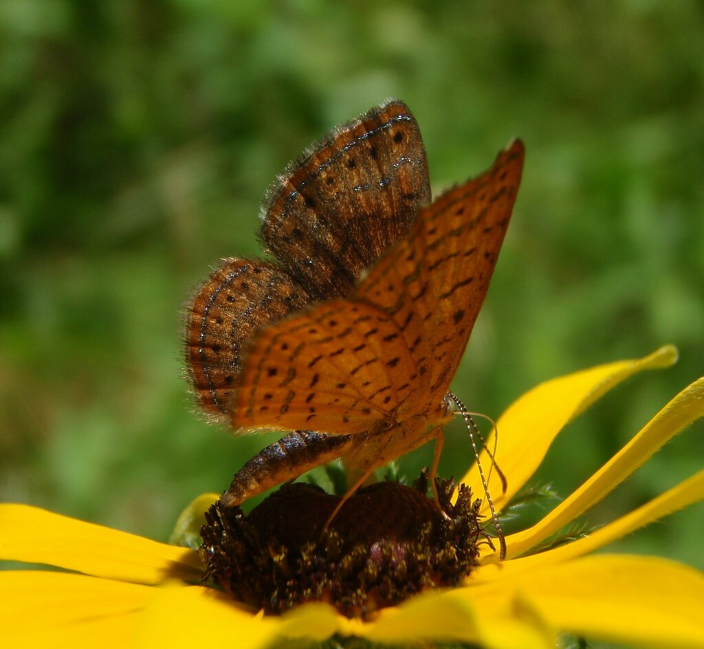 Northern Metalmark from Stillwater Rd., Hardwick on July 07, 2018 at 12 ...