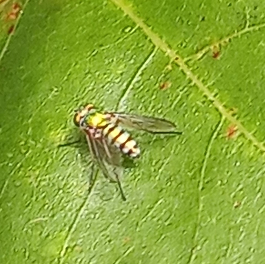 Condylostylus from Homestead, FL 33030, USA on January 20, 2024 at 10: ...