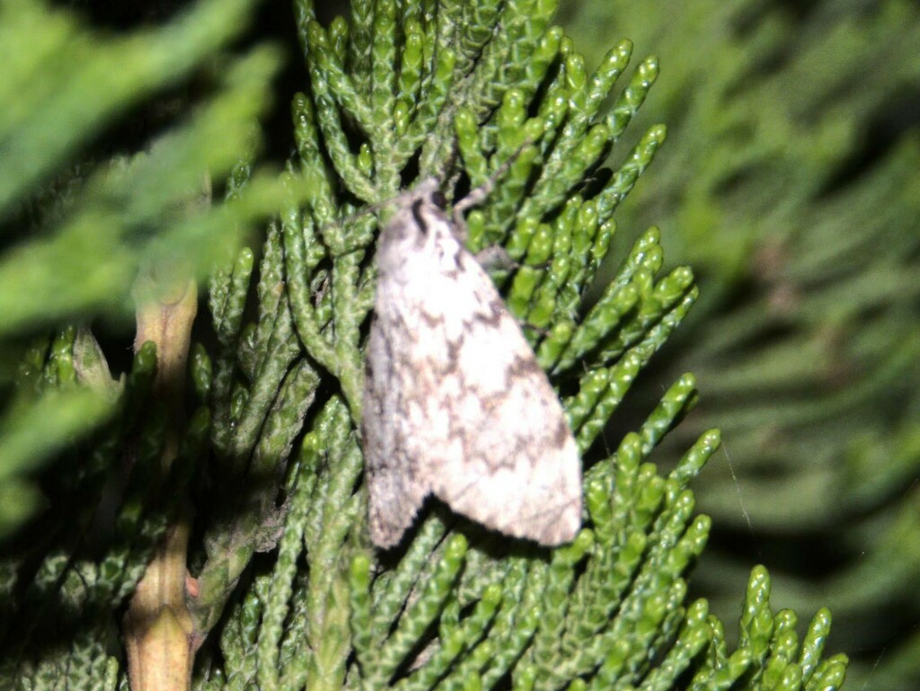 Parocneria nigriplagiata from 中国上海市浦东新区 on June 07, 2023 at 08:32 PM by ...