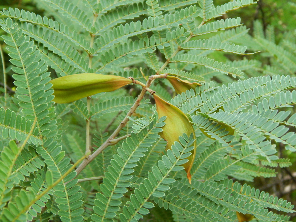 Weeping wattle from Bulawayo South, Bulawayo, Zimbabwe on January 21 ...