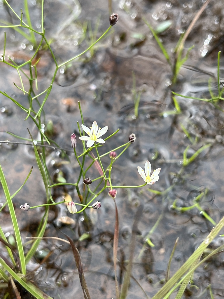 Fine African Squill from Waterberg Mountain, ZA-NP-WA, ZA-NP, ZA on ...