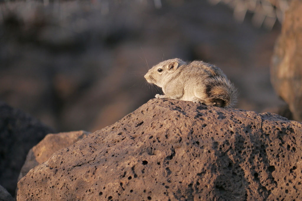 Gundis (Ctenodactylidae) - Know Your Mammals