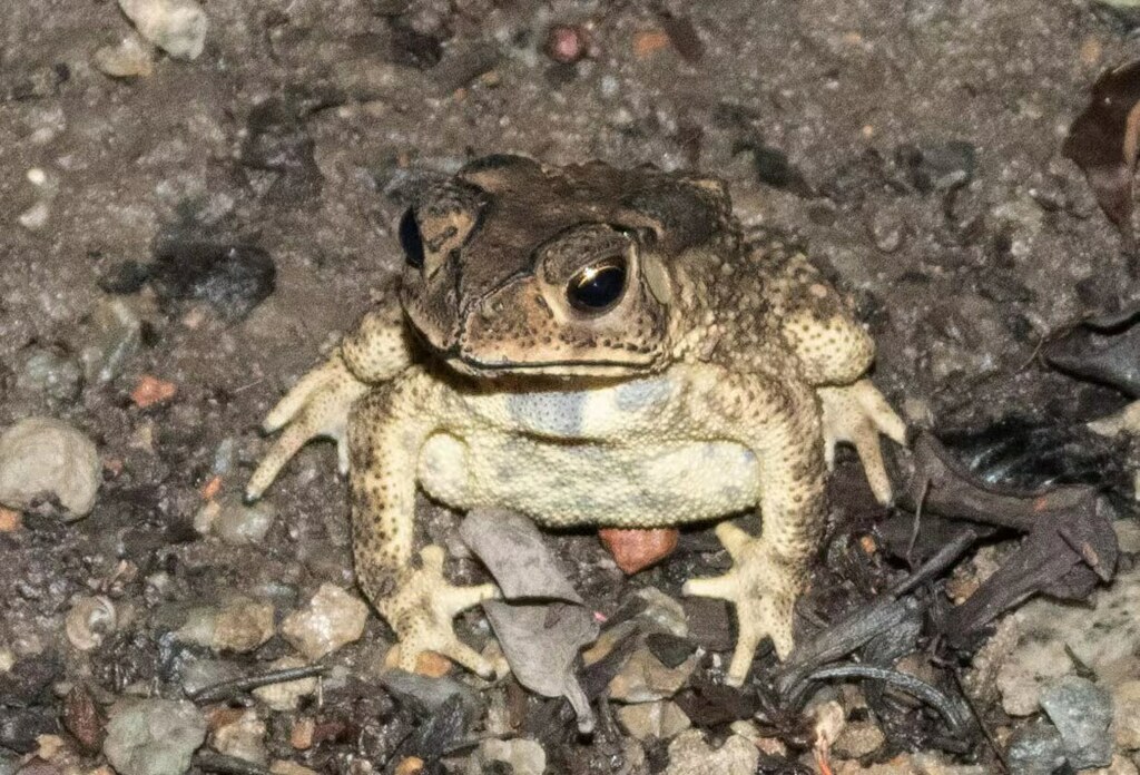 Asian Common Toad from 中国广东省广州市荔湾区 on July 1, 2023 at 09:46 PM by ...