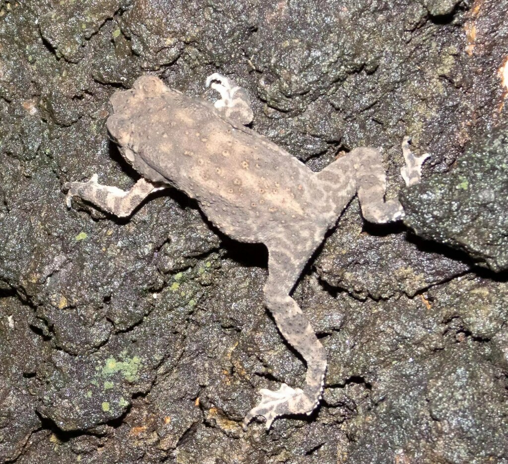 Asian Common Toad from 中国广东省广州市荔湾区 on July 1, 2023 at 09:46 PM by ...