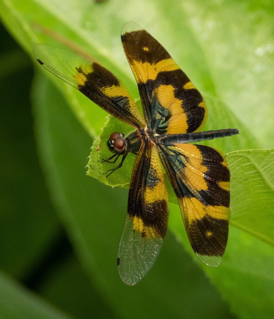 Common Picture Wing from 中国广东省广州市天河区 on July 3, 2023 at 09:52 PM by ...