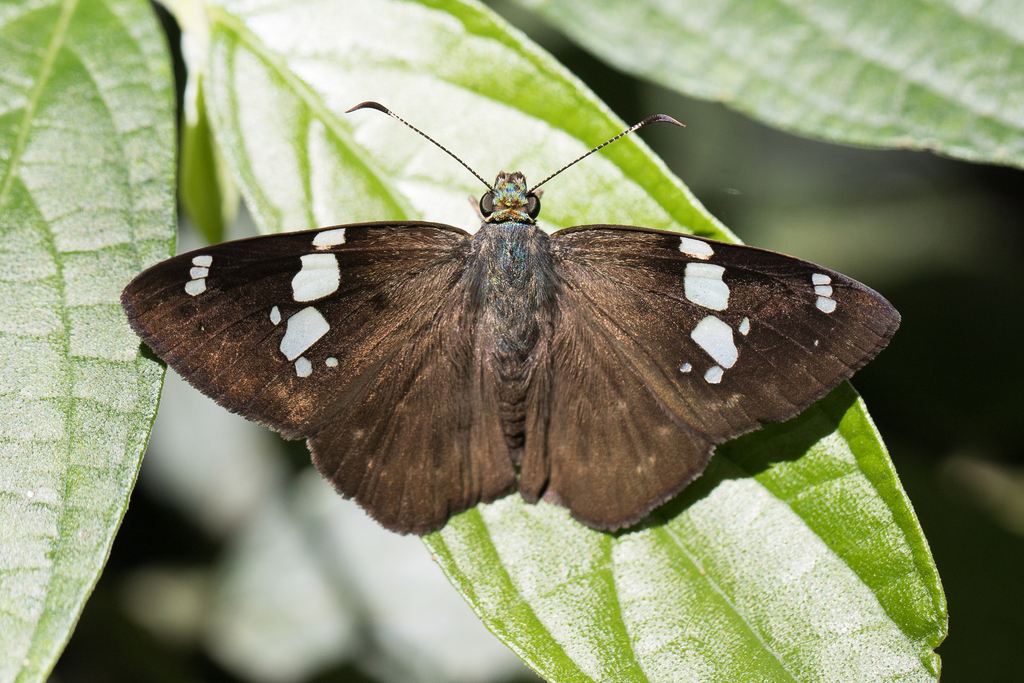 Celaenorrhinus eligius punctiger from Capão da Imbuia, Curitiba - PR ...