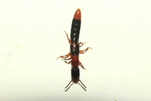 Nudobius collaris · iNaturalist