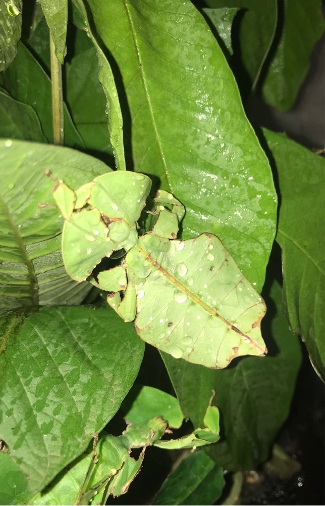 Gray's Leaf Insect from Horana, LK-KT, LK on April 13, 2019 at 07:53 PM ...