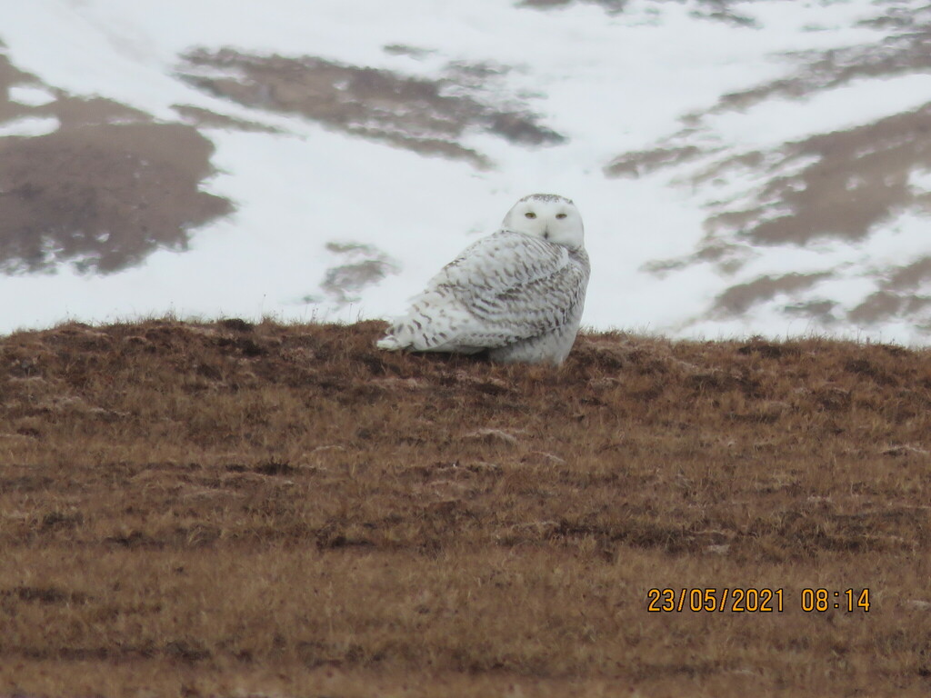 Snowy Owl in May 2021 by Bradley Rasmussen · iNaturalist