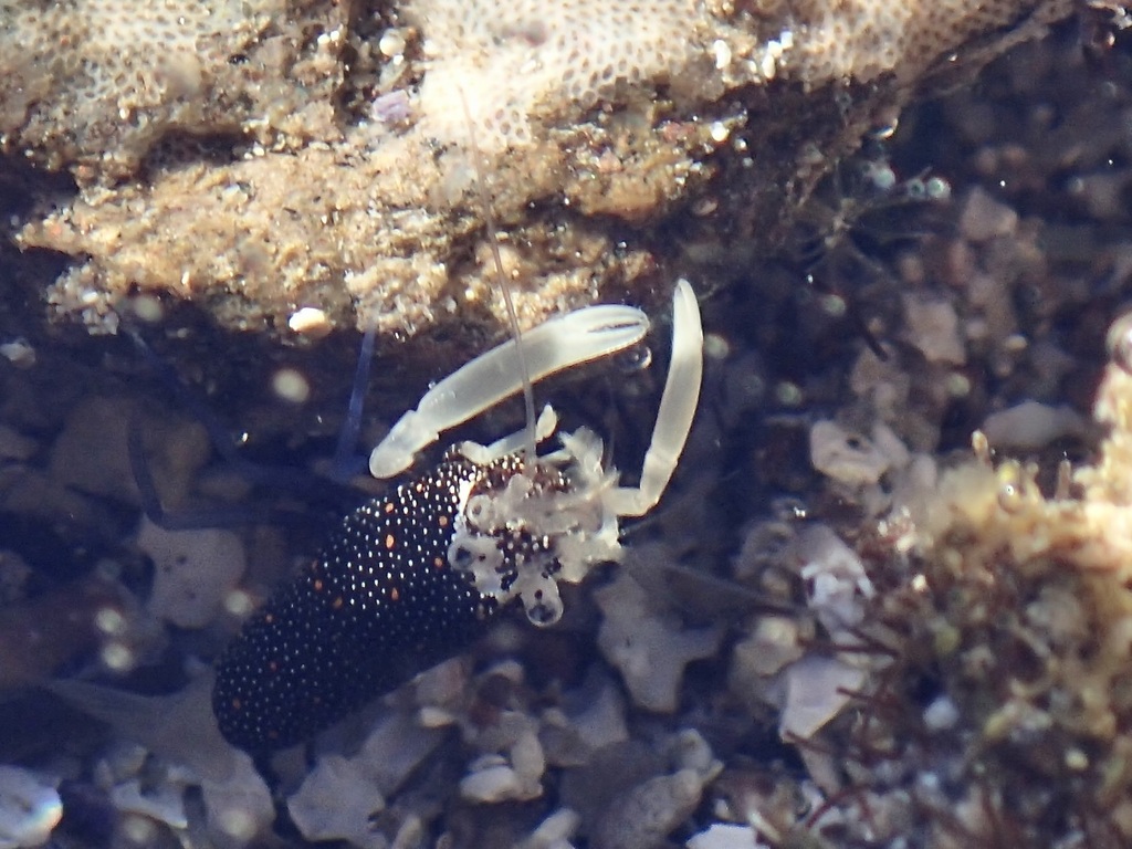 Cortez Barrel Shrimp from Bahía San Marte, Loreto, Baja California Sur ...